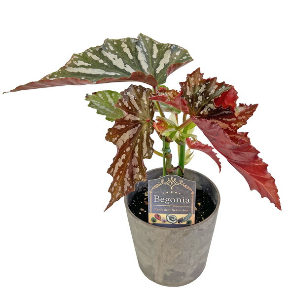 【楽天市場】ベゴニア プレミアム アリスN 4号 Begonia Premium AliceN 木立性 観葉植物 カラーリーフ インテリア：BABU