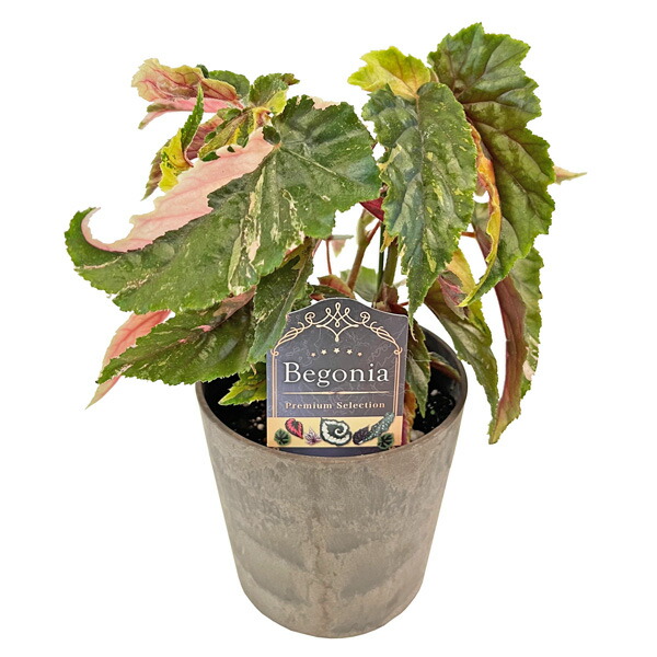 【楽天市場】ベゴニア プレミアム ジニー銀河 4号 Begonia Premium GinnyGinga 木立性 観葉植物 カラーリーフ インテリア：BABU