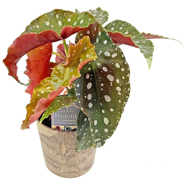 【楽天市場】ベゴニア プレミアム 北斗七星 4号 Begonia Premium hokutoshichisei 木立性 観葉植物 カラーリーフ インテリア：BABU