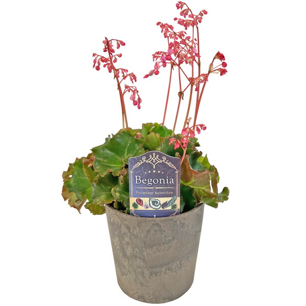 【楽天市場】ベゴニア プレミアム エリスロフィラ・バンチー 4号 Begonia Premium 根茎性 観葉植物：BABU