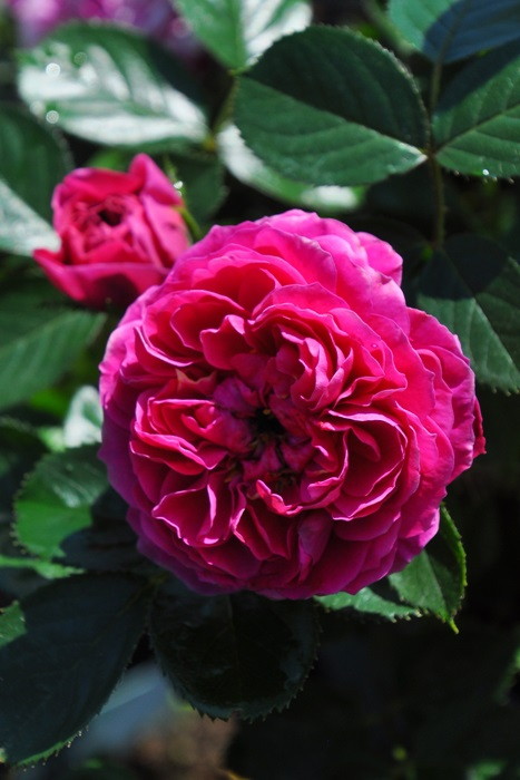 【楽天市場】【大苗】バラ苗 メルフルス【Mel Hulse】 国産苗 6号鉢植え品《J-OB20》：バラの家 【バラ苗専門店】