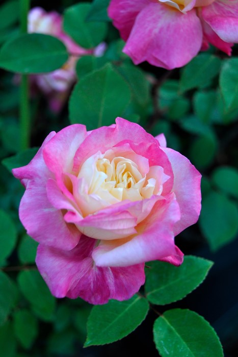 【楽天市場】【大苗】バラ苗 ヒューゴローラー【Hugo Roller】 国産苗 6号鉢植え品《J-OB20》：バラの家 【バラ苗専門店】