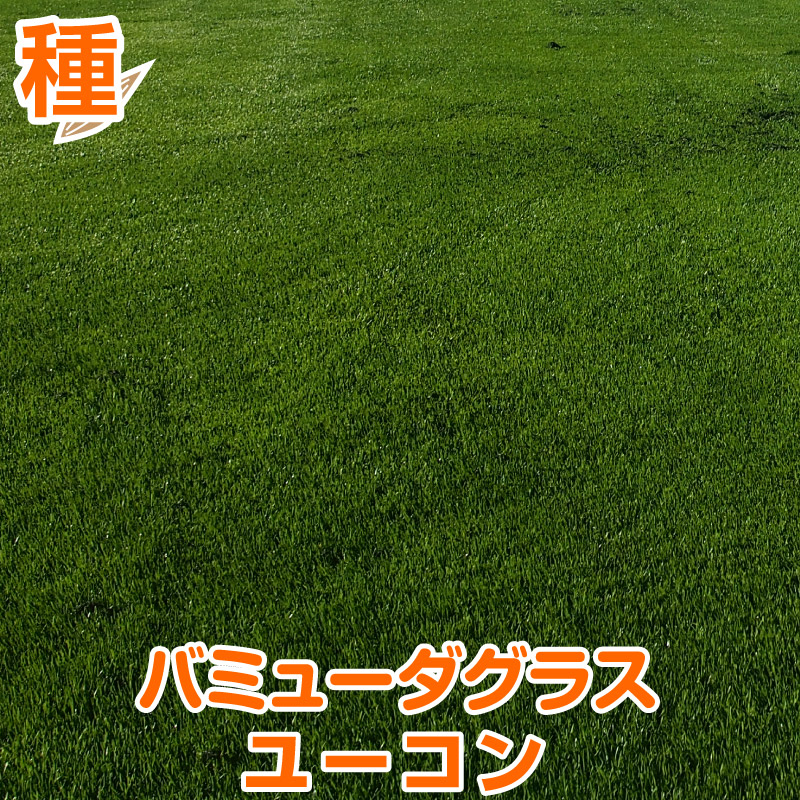 楽天市場】【予約注文品 約1週間で出荷】ハイブリッド 楽天市場】【予約注文品 約1週間で出荷】ハイブリッド