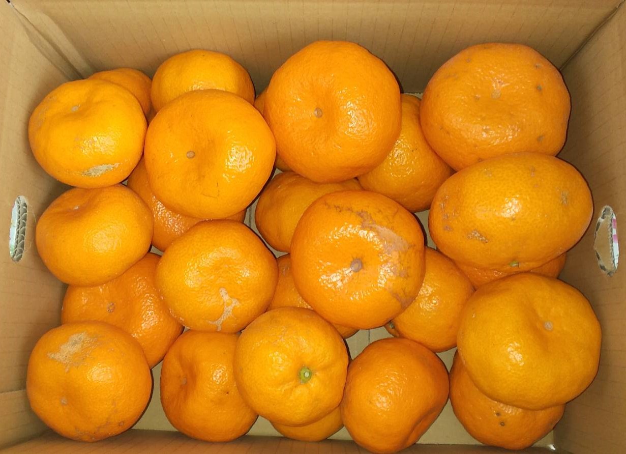 【楽天市場】【特別栽培】柑橘 熊本県 草枕の青島みかん（サイズ無選別 S～3L) 4kg箱【冷蔵】：ビーライフショップ