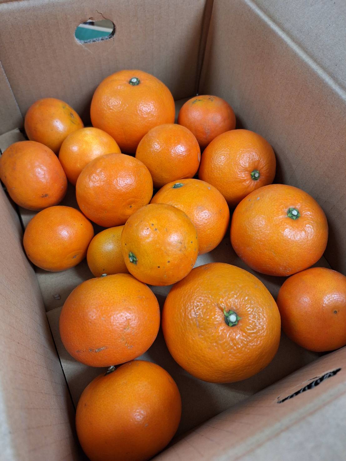 【楽天市場】【特別栽培】柑橘 熊本県 草枕の熊本EC12(柑橘）約3kg箱【冷蔵】：ビーライフショップ