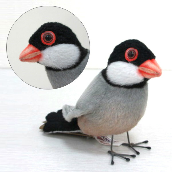 【楽天市場】[ハンサ][7248]ブンチョウ-JAVA SPARROW-：BLUE POST