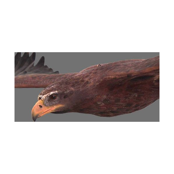 【楽天市場】代引不可-アニマルビッグフィギュアシリーズ【空を飛ぶ・ウミワシ】吊り下げ（等身大フィギュア）erne bird うみわし 鷲 猛禽 ...