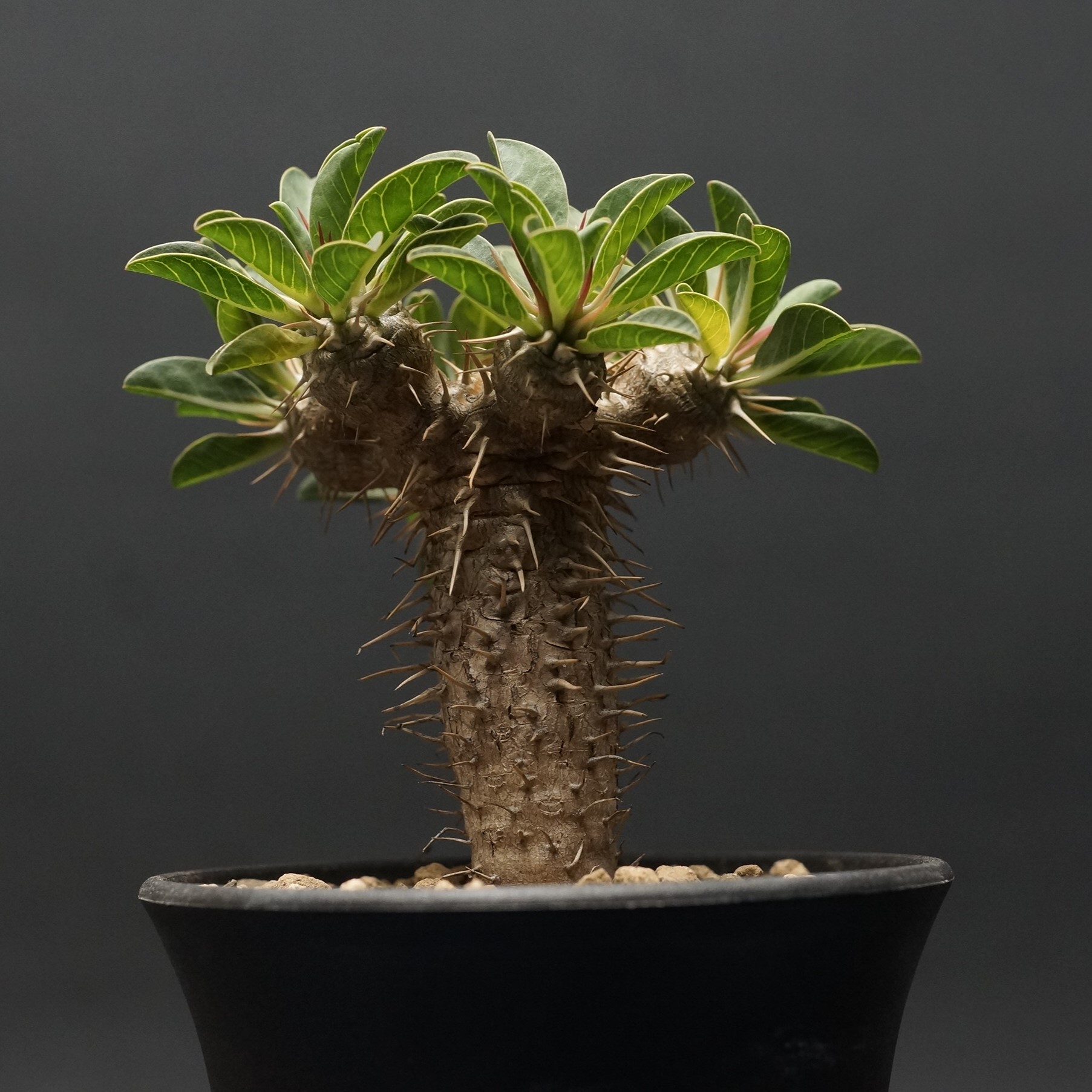 【楽天市場】"Euphorbia guillauminiana" ユーフォルビア ギラウミニアナ 管理2206 発根済み 鉢ごと発送 ...