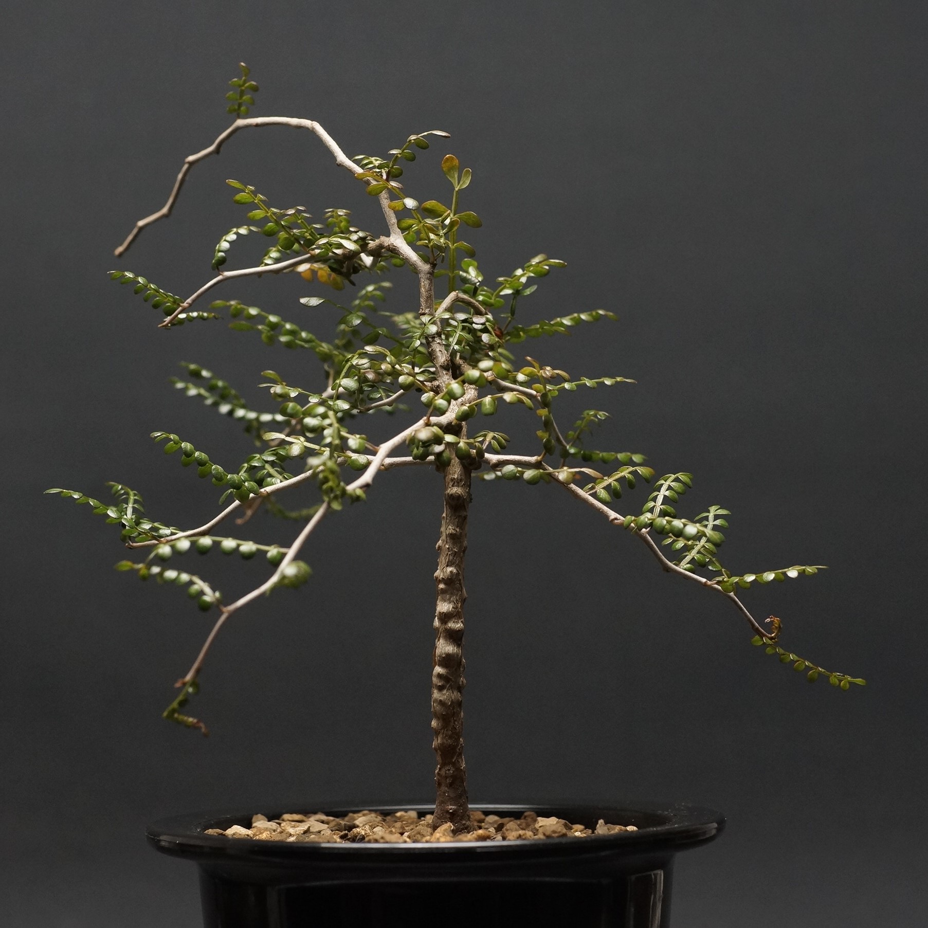 【楽天市場】"Operculicarya pachypus" オペルクリカリア パキプス 管理2185 発根済み 鉢ごと発送 codex ...