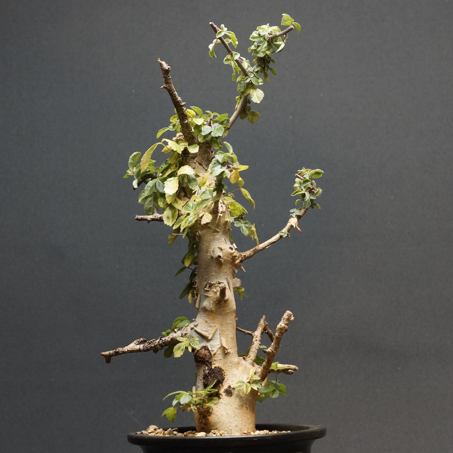 【楽天市場】"Commiphora kataf var. turkanensis" コミフォラ カタフ ターカネンシス 管理1571 ...