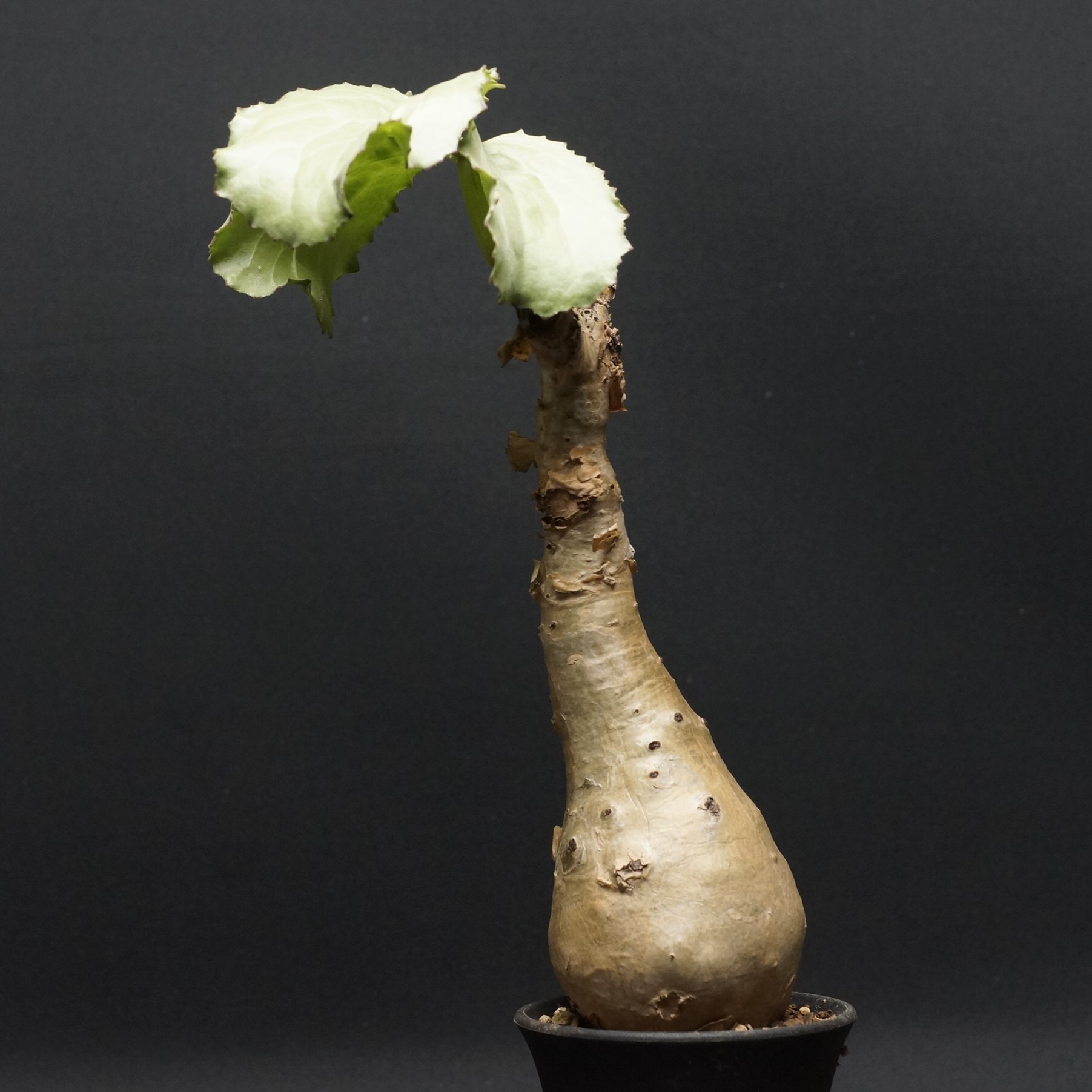 【楽天市場】"Cyphostemma betiforme" キフォステンマ ベティフォルメ 管理1831 発根済み 鉢ごと発送 codex ...