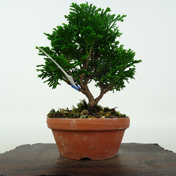【楽天市場】盆栽 桧 津山桧 樹高 約10cm つやまひのき Chamaecyparis obtusa ツヤマヒノキ ヒノキ科 常緑樹 観賞用 ...