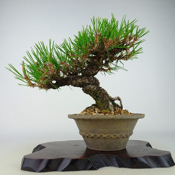 【楽天市場】盆栽 松 黒松 樹高 約21cm くろまつ Pinus thunbergii クロマツ マツ科 常緑針葉樹 観賞用 現品：盆栽はニ ...