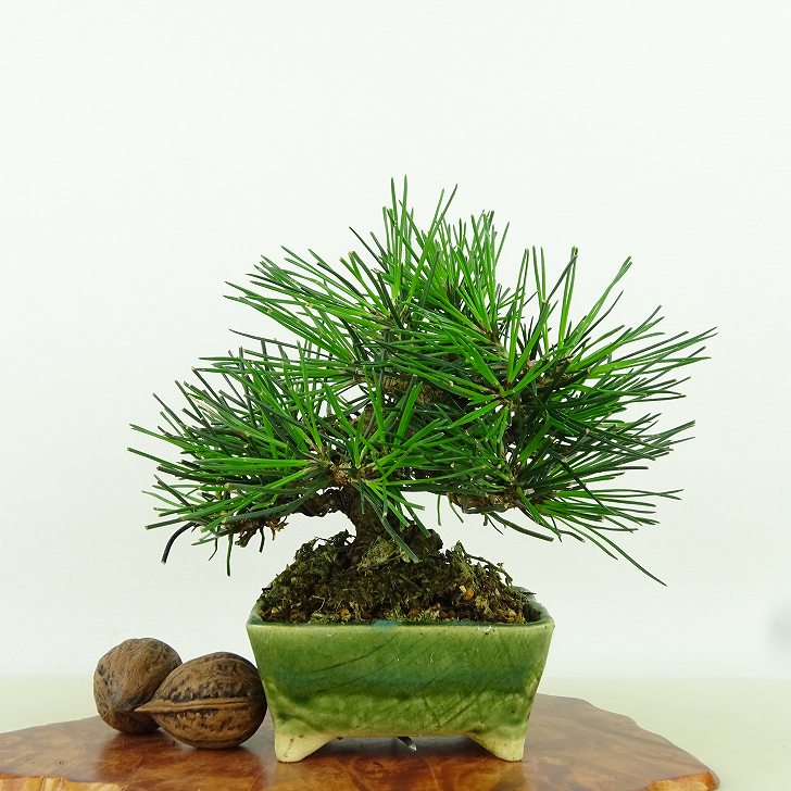 【楽天市場】盆栽 松 黒松 樹高 約12cm くろまつ Pinus thunbergii クロマツ マツ科 常緑針葉樹 観賞用 小品 現品 ...
