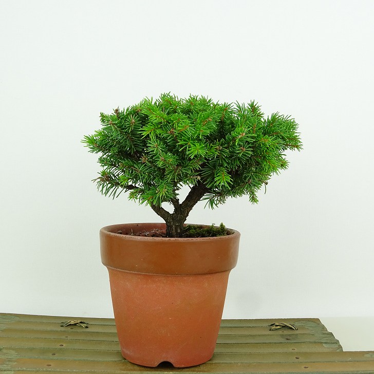 【楽天市場】盆栽 松 蝦夷松 樹高 約9cm えぞまつ Picea jezoensis エゾマツ マツ科 常緑針葉樹 観賞用 小品 現品 送料 ...