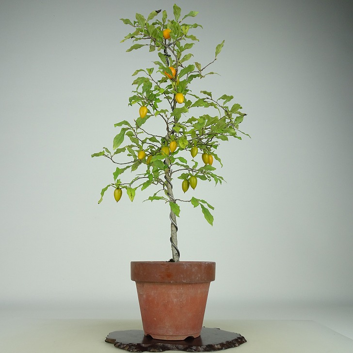 【楽天市場】盆栽 老爺柿 樹高 約41cm ろうやがき Diospyros rhombifolia ロウヤガキ 実物 雌木 カキノキ科 落葉 ...