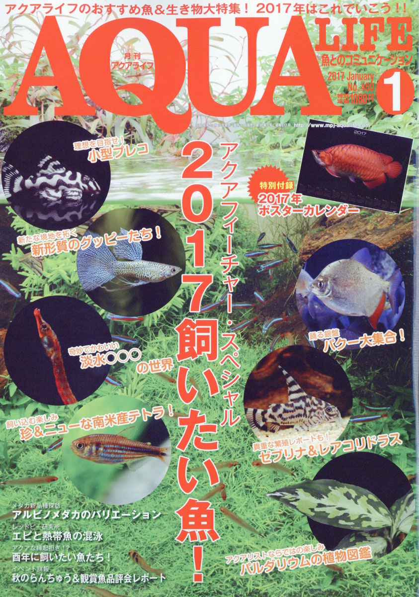 楽天ブックス: 月刊 AQUA LIFE (アクアライフ) 2017年 01月号 [雑誌] - エムピー・ジェー ...