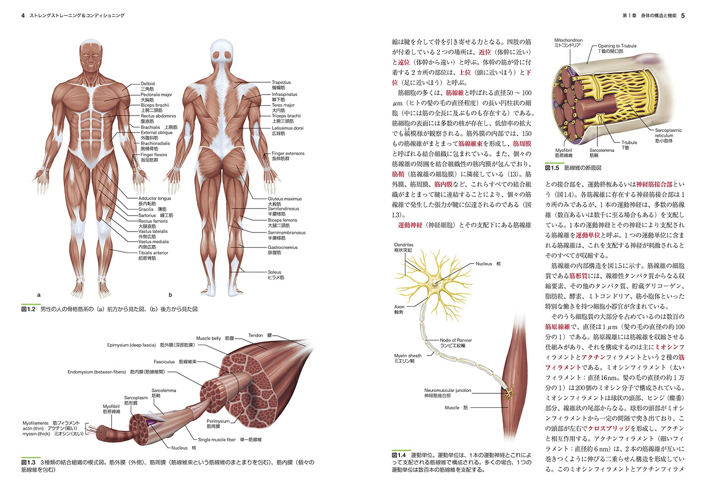 楽天ブックス: NSCA決定版 ストレングストレーニング＆コンディショニング[第4版] - G. Gregory Haff ...