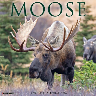 楽天ブックス: Moose 2026 Wall Calendar - Willow Creek Press - 9781549252020 : 洋書