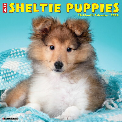 楽天ブックス: Sheltie Puppies 2026 12 X 12 Wall Calendar - Willow Creek Press ...