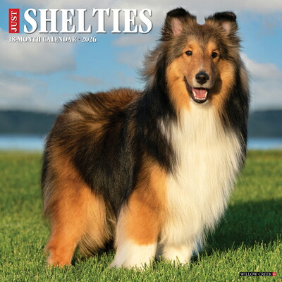 楽天ブックス: Shelties 2026 Wall Calendar - Willow Creek Press ...