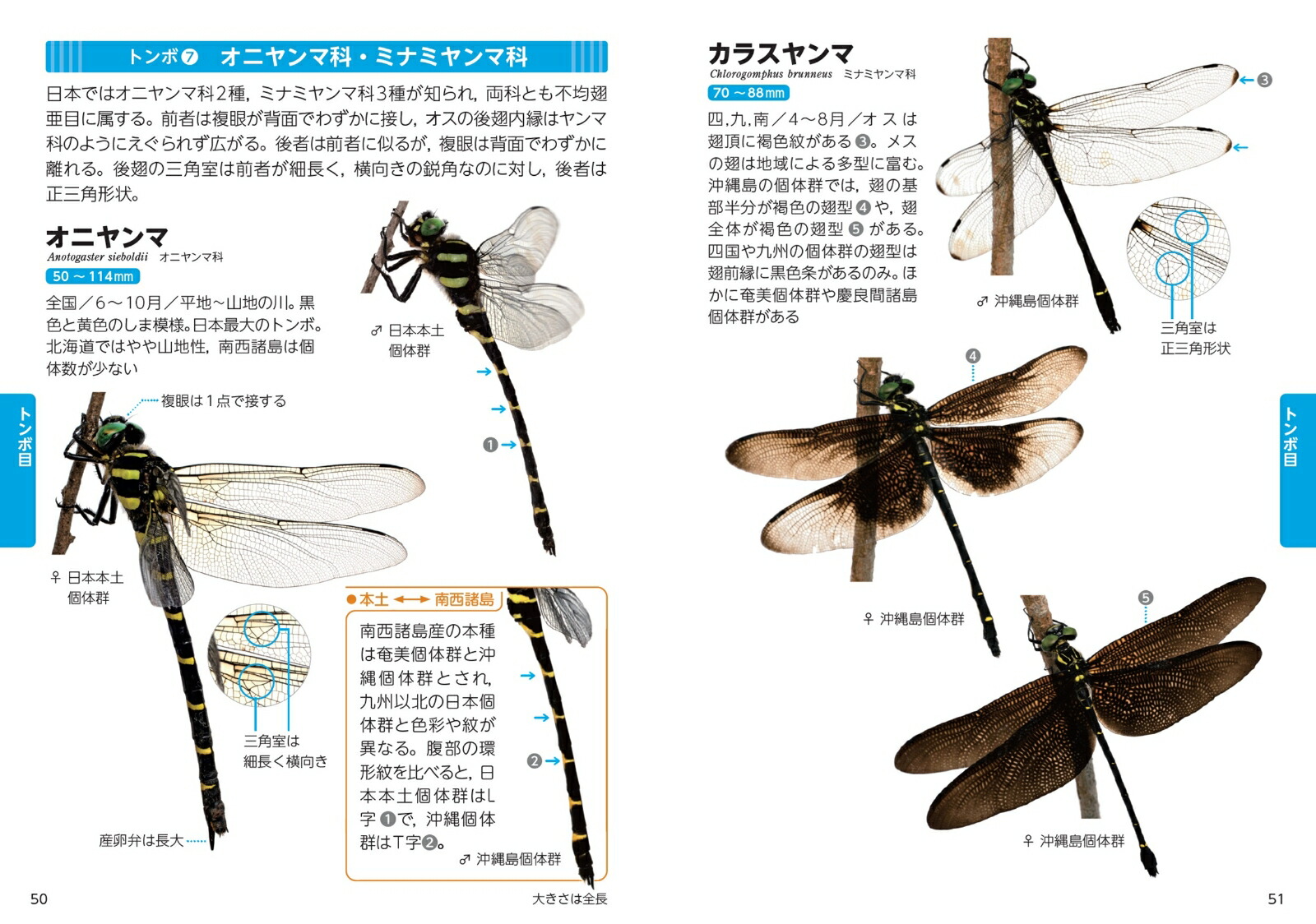 楽天ブックス: 新 日本の昆虫1900（2）トンボ・コウチュウ・ハチ - 槐 真史 - 9784829983133 : 本