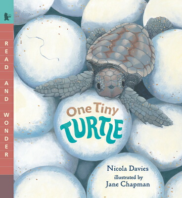 楽天ブックス: One Tiny Turtle: Read and Wonder - Nicola Davies - 9781536235371 : 洋書