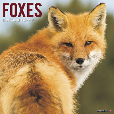 楽天ブックス: Foxes 2020 Wall Calendar - Willow Creek Press - 9781549206344 : 洋書