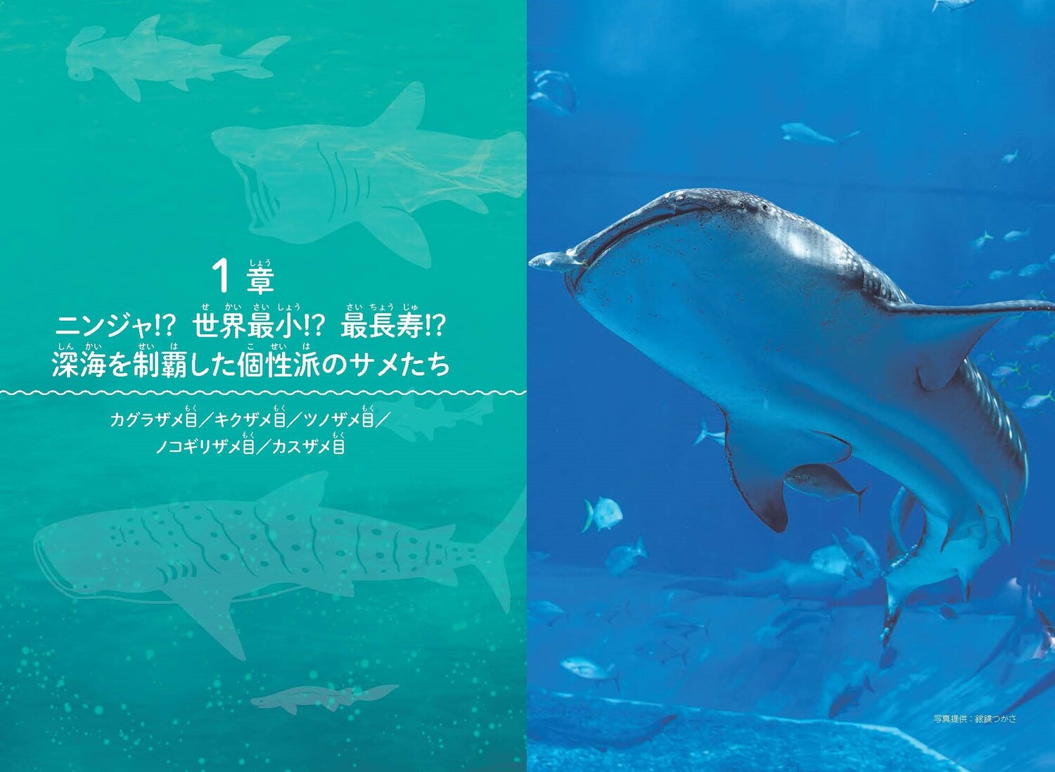 楽天ブックス サメすご図鑑 佐藤 圭一 9784041137505 本