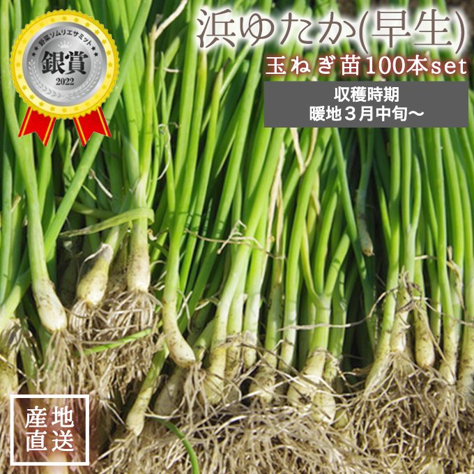 【楽天市場】静岡県産 浜ゆたか 新 玉ねぎ 苗 100本 入り 野菜ソムリエサミット 銀賞 受賞 タマネギ 玉ねぎ 3月 中旬 収穫可能 ...