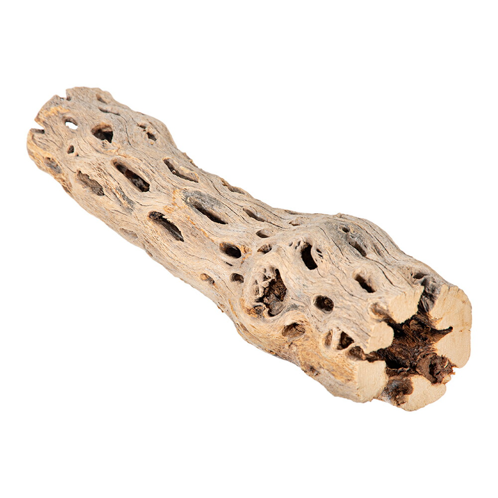 【楽天市場】サボテンの骨 棒状 A 1本 LLサイズ 関東当日便：charm 楽天市場店