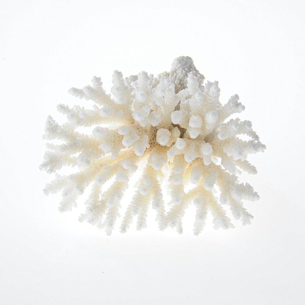 【楽天市場】一点物 かざりサンゴ ミドリイシ 314109 関東当日便：charm 楽天市場店