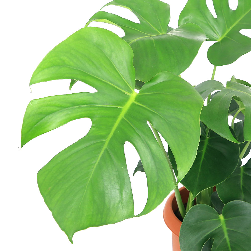 【楽天市場】（観葉植物）モンステラ 8号（1鉢）：charm 楽天市場店