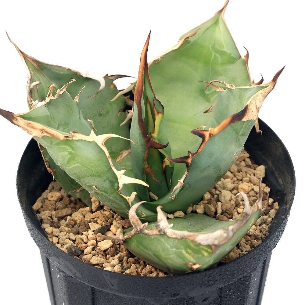 【楽天市場】（観葉植物）一点物 アガベ チタノタ オテロイ オアハカ産 現地株 FO−76 ベアルート 5号（1株）：charm 楽天市場店