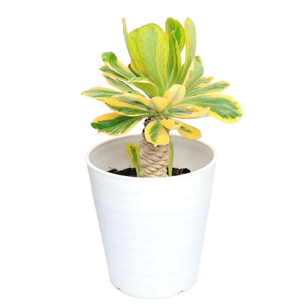 【楽天市場】（観葉植物）一点物 ユーフォルビア ポイゾニー錦 5号（1鉢）（349212）：charm 楽天市場店