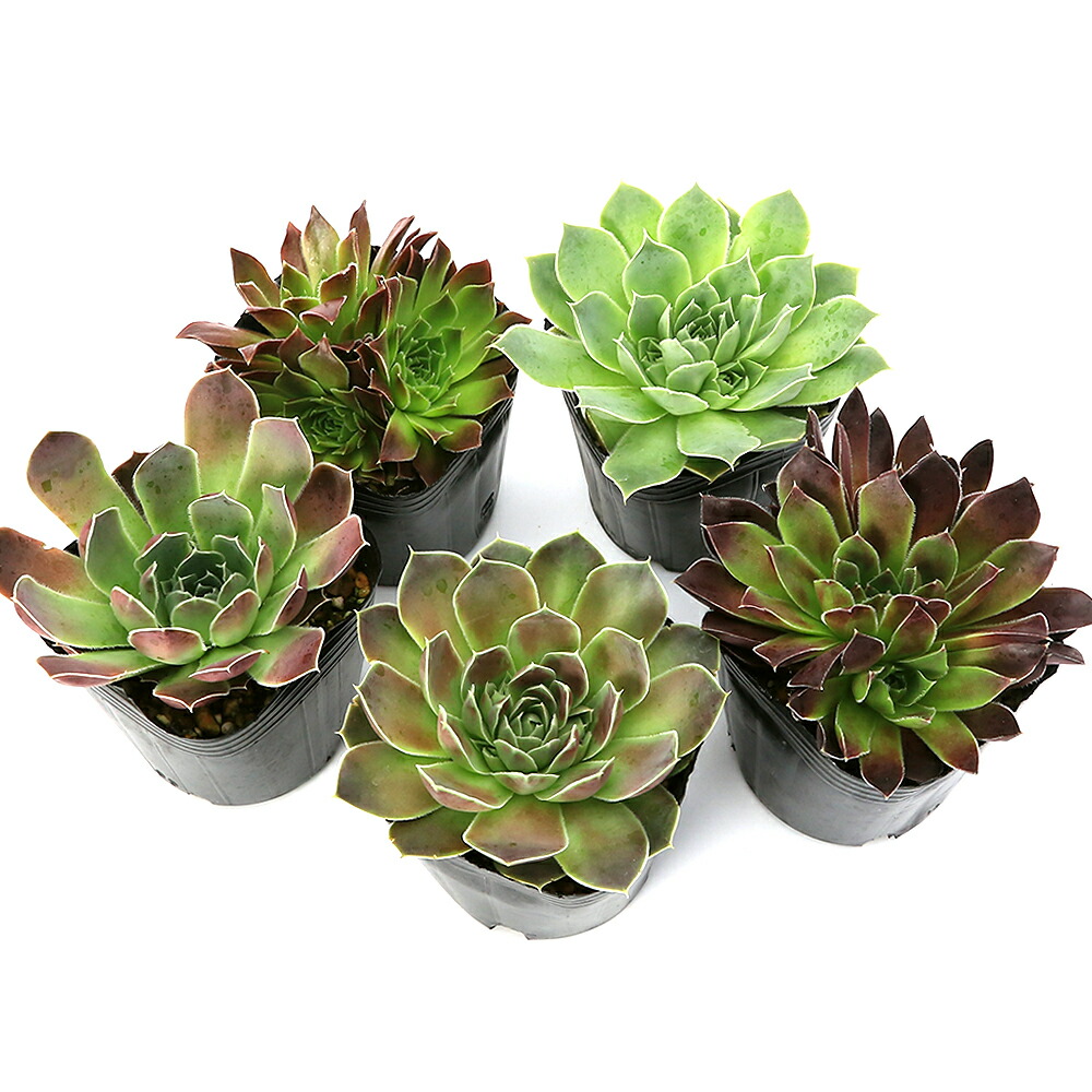 【楽天市場】（多肉植物）センペルビウム ジョビバルバ フューフェリー 品種おまかせ 3号（1ポット）：charm 楽天市場店