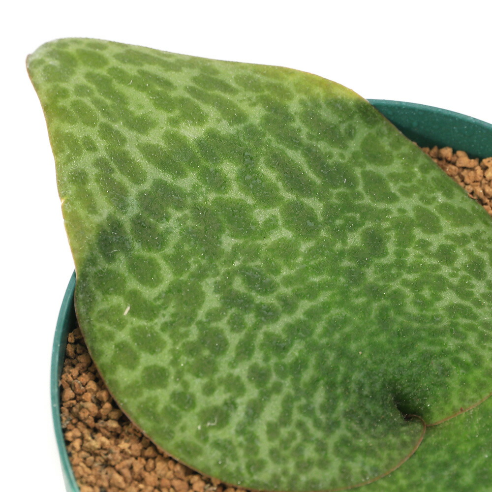 【楽天市場】（多肉植物）レスノバ メガフィラ 3号（1鉢）：charm 楽天市場店