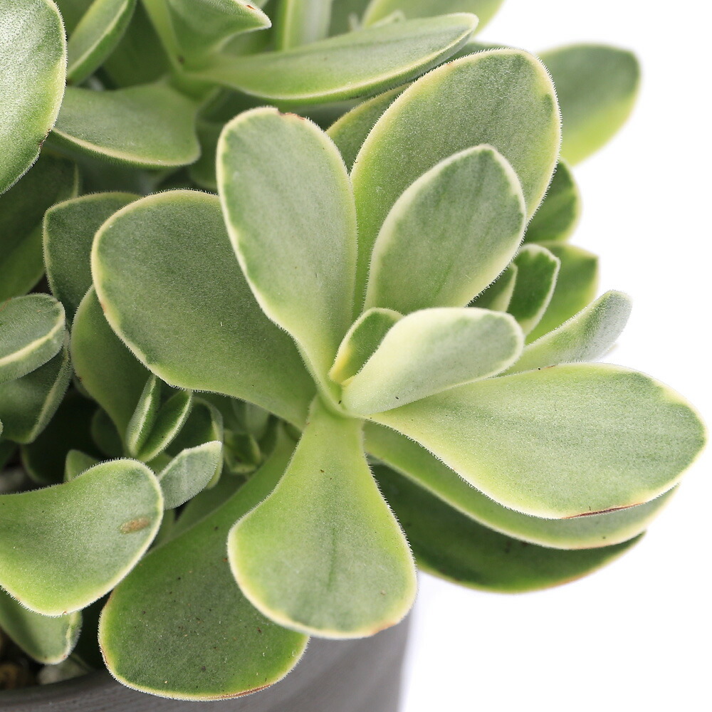 【楽天市場】（多肉植物）クラッスラ マネーメーカー 3号（1鉢）：charm 楽天市場店