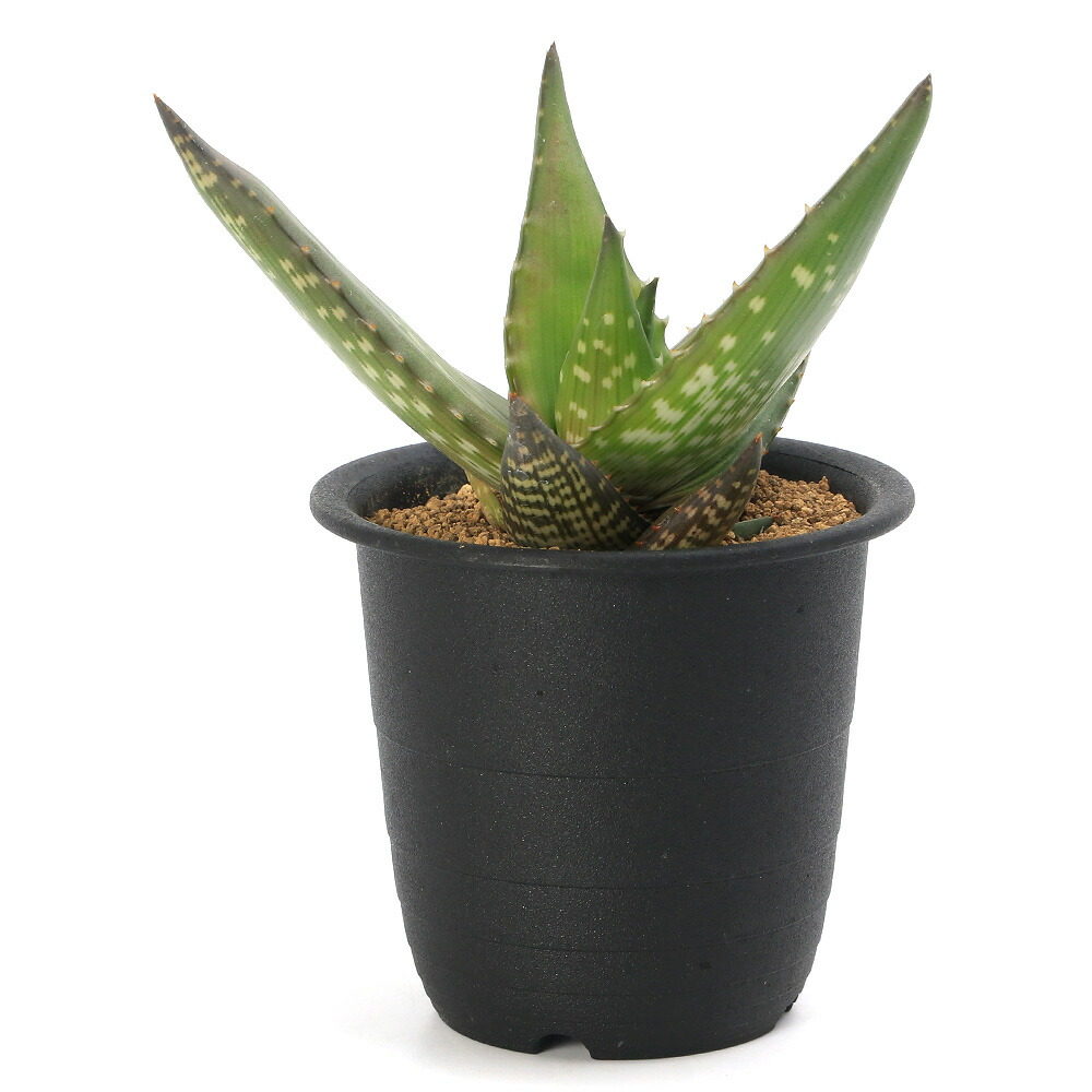 【楽天市場】（多肉植物）アロエ ウカンベンシス 3号（1鉢）：charm 楽天市場店