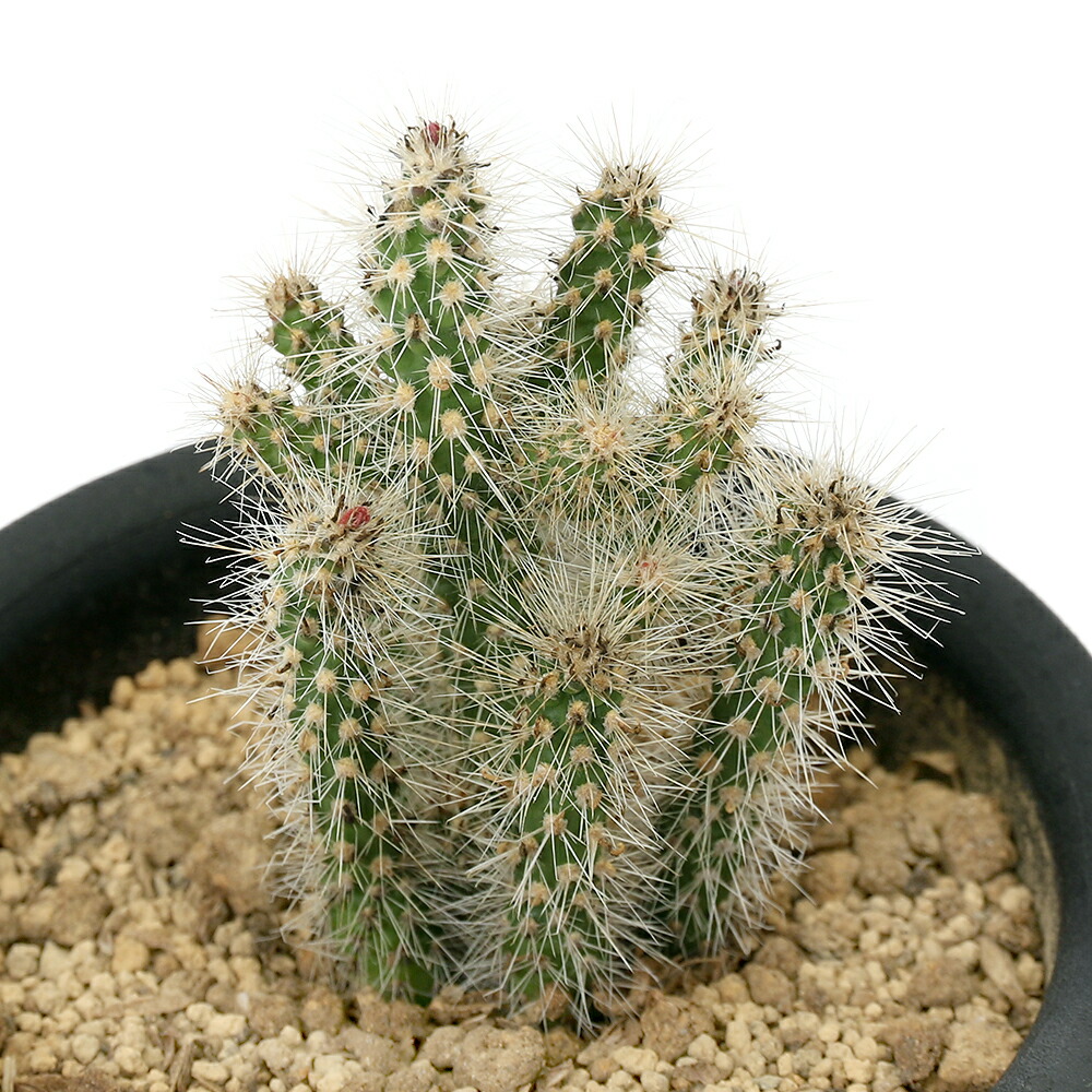 【楽天市場】（多肉植物）サボテン キリンドロオプンチア スピノシオール 3号（1鉢）：charm 楽天市場店
