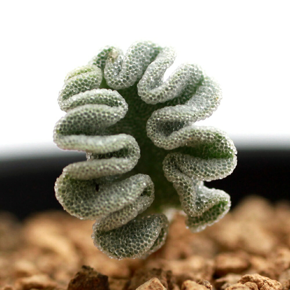 【楽天市場】（観葉植物）一点物 エリオスペルマム チタノプソイデス 2．5号（1鉢）ケープバルブ：charm 楽天市場店