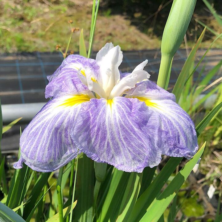 【楽天市場】（ビオトープ）水生植物 花菖蒲 浮草の池（ウキグサノイケ）肥後系白地中紫筋入り獅子咲大輪花（1ポット）：charm 楽天市場店