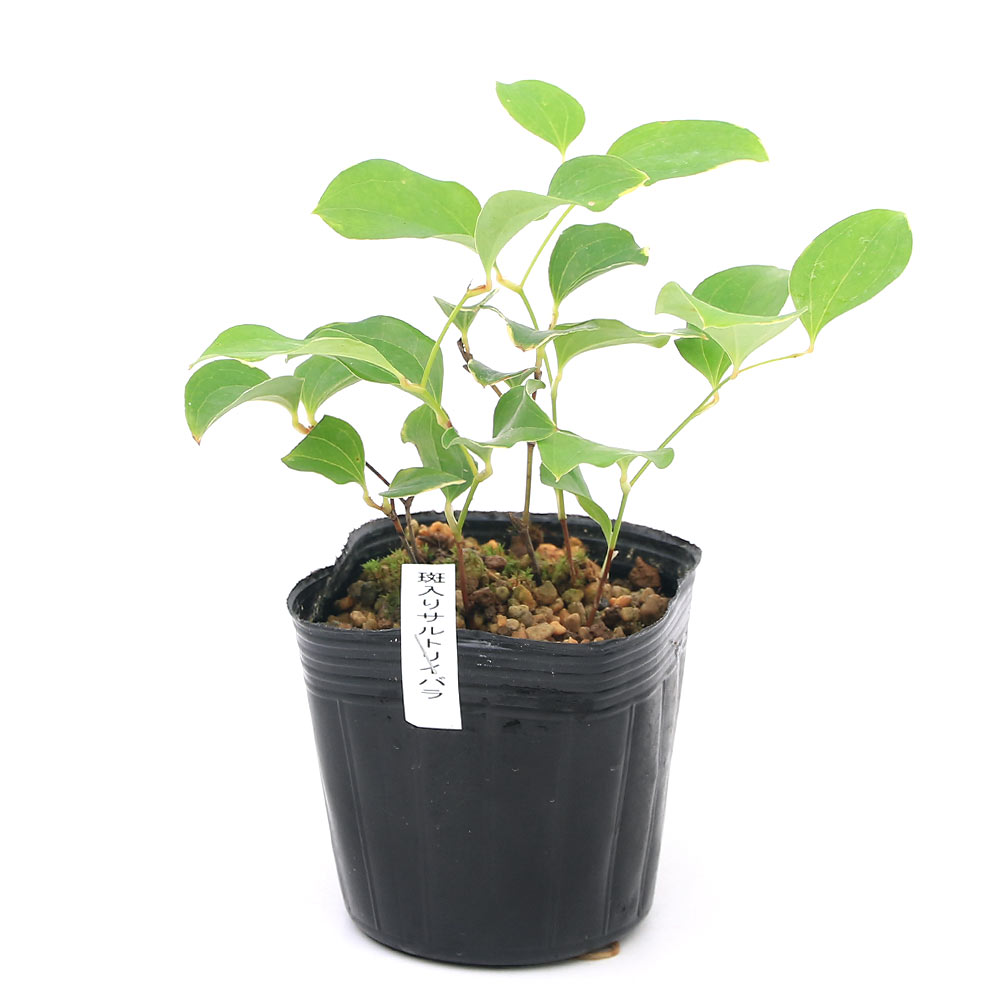 【楽天市場】（山野草）斑入りサルトリイバラ（斑入り猿捕茨） 3号（1ポット）（休眠状態）：charm 楽天市場店