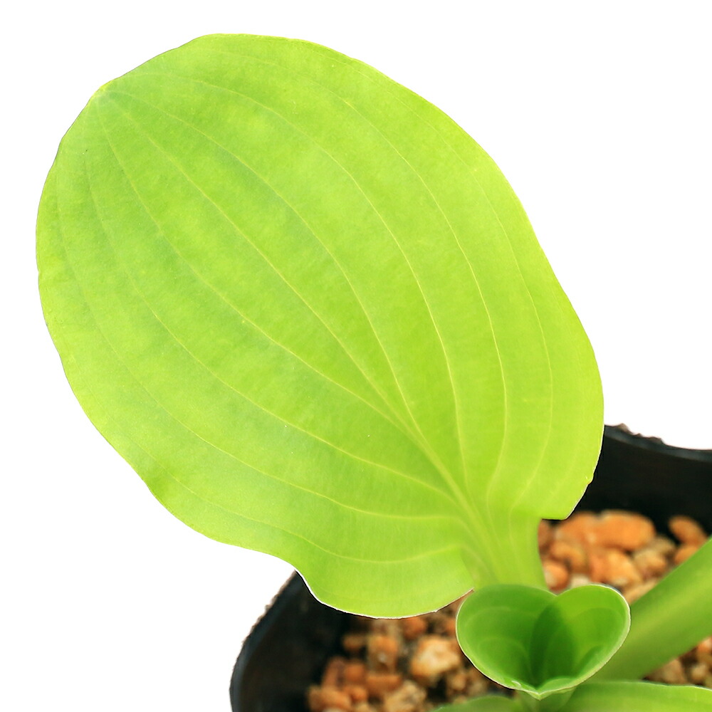 【楽天市場】（山野草）ギボウシ（擬宝珠） 尾瀬丸葉小葉ギボウシ 3号（1ポット）（休眠状態）：charm 楽天市場店