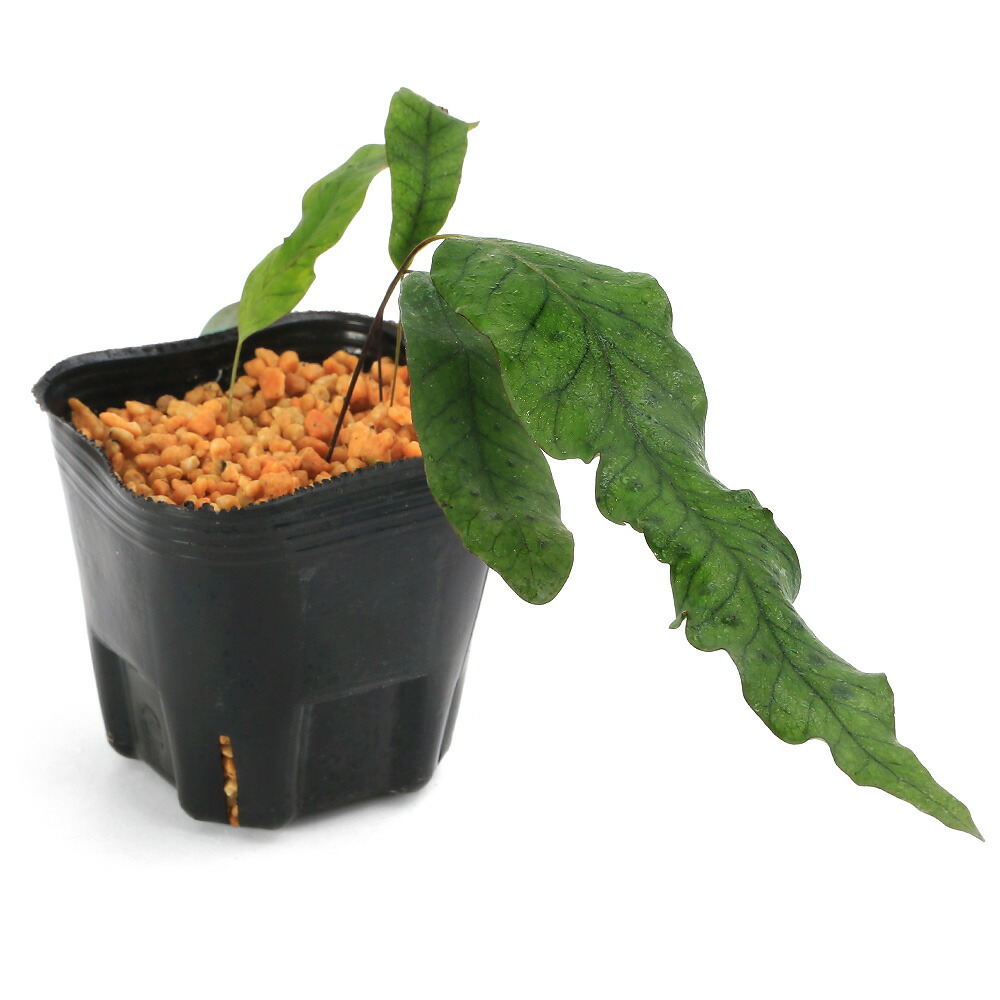 【楽天市場】（山野草）シダ（羊歯）オオタカノハウラボシ（大鷹羽裏星） 3号（1ポット）常緑性多年草：charm 楽天市場店