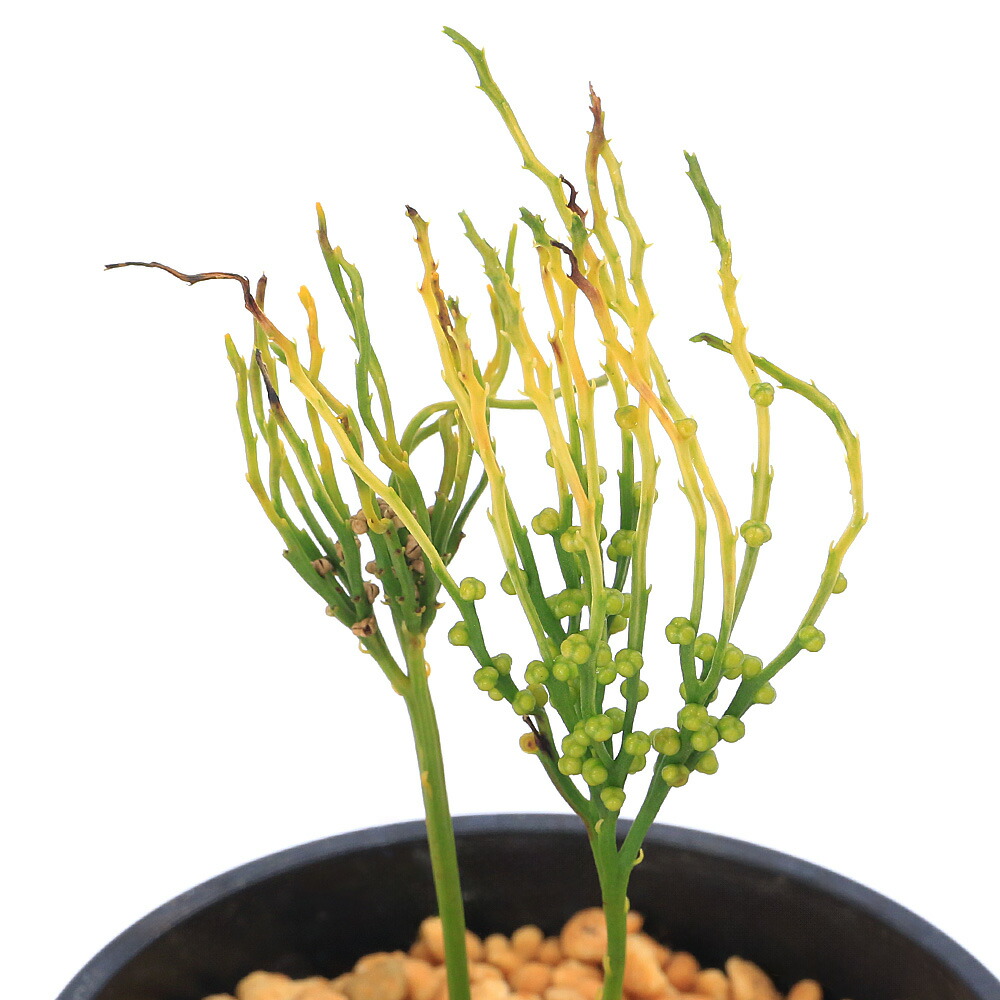 【楽天市場】（山野草）シダ（羊歯）マツバラン 司三光 3号（1鉢）：charm 楽天市場店