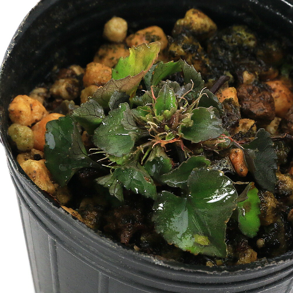 【楽天市場】（山野草）ビバリウムプランツ タチツボスミレ（立壺菫）3cmポット（1ポット）：charm 楽天市場店