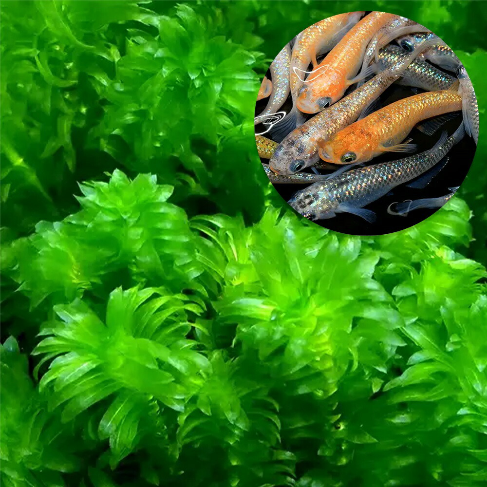 【楽天市場】（めだか）（水草）メダカ・金魚藻 国産 アナカリス（無農薬）（5本）＋ラメメダカ ミックス 上州めだかブリード（5匹）北海道航空便 ...