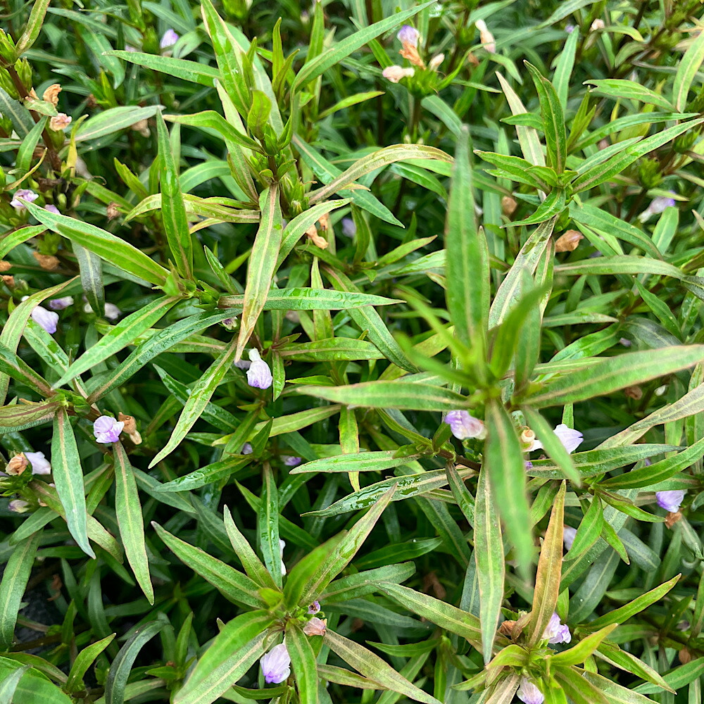 【楽天市場】（水草）ハイグロフィラ コリンボーサ NACHIMALE スリランカ便（水上葉）（無農薬）（10本）：charm 楽天市場店