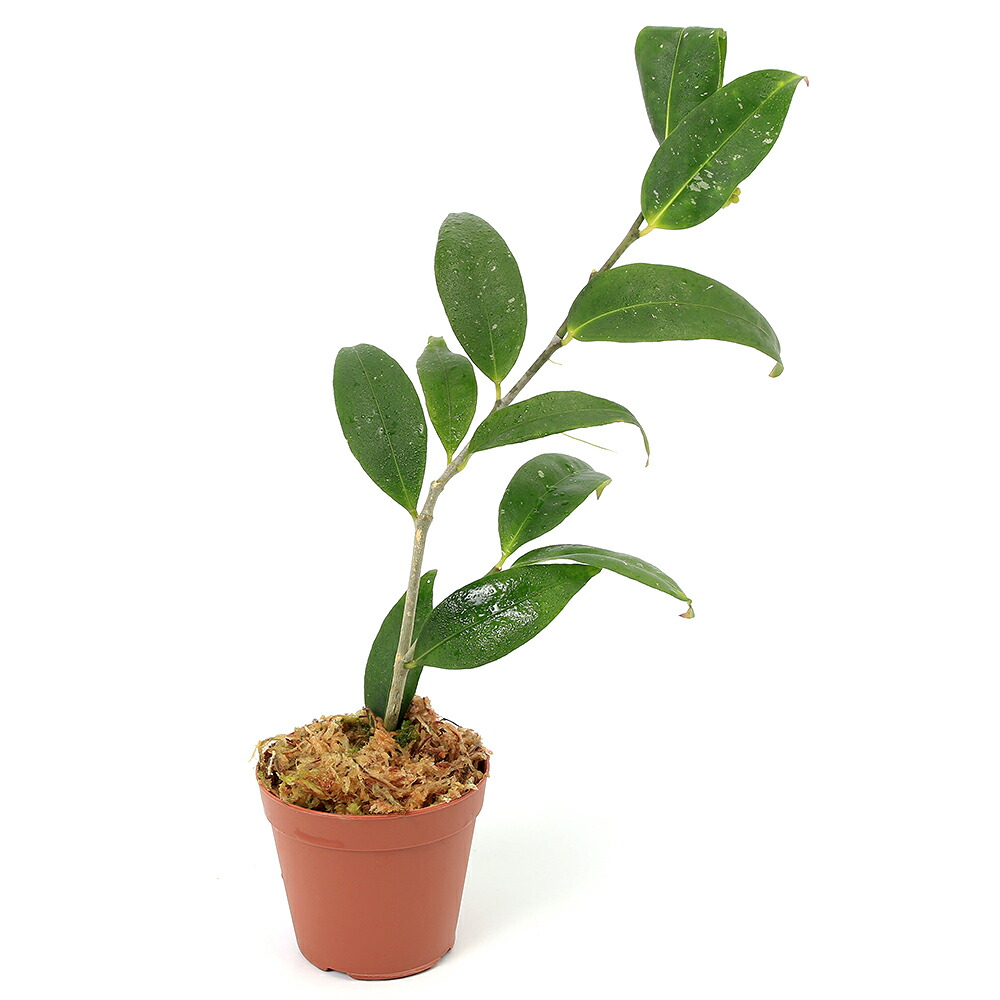 【楽天市場】（テラリウム）一点物 ホヤ アミカビリス Bruno Central Java（435706）（1ポット） 北海道航空便要保温 ...